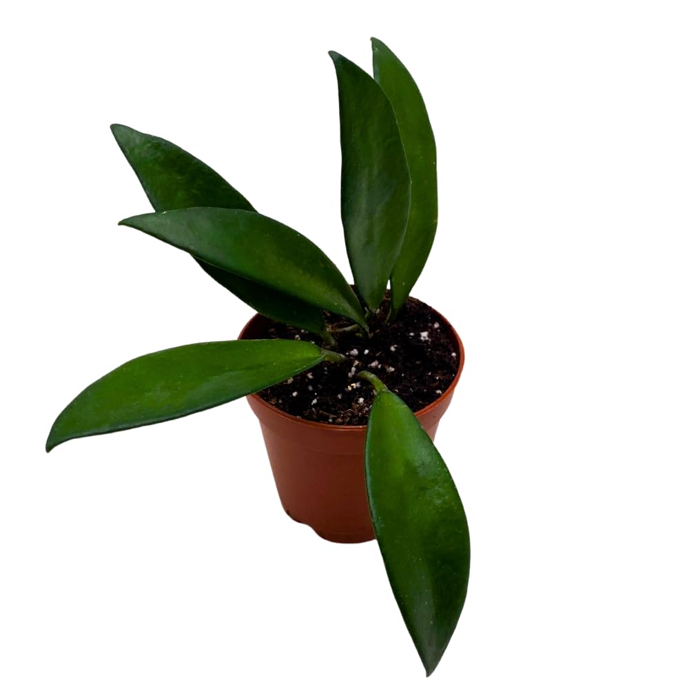 BubbleBlooms Hoya David Cummingii in a 2 inch Pot Tiny Mini Pixie Plan ...
