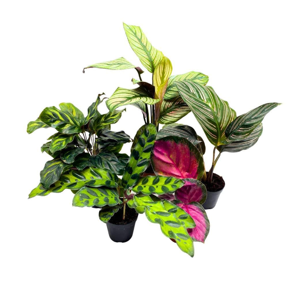 Curated Plant Assortments: Easy-Care Indoor Gardens | Variety Bundles ...