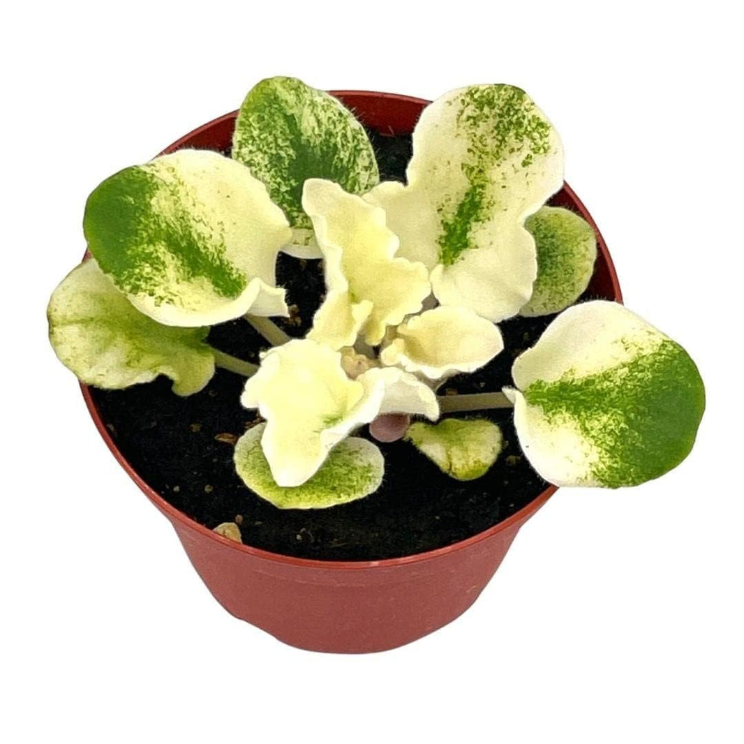 Colorful African Violets & Begonias: Indoor Houseplants – Florida House ...