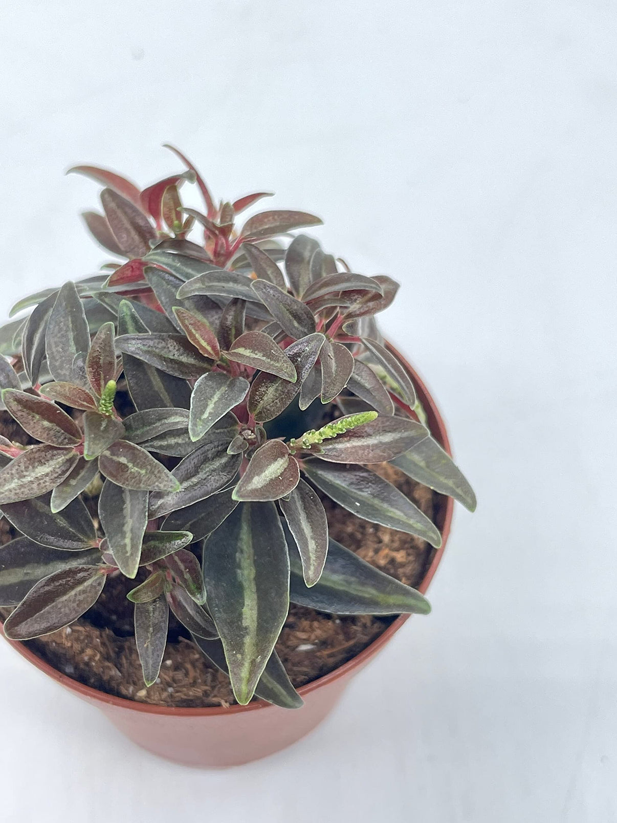 Peperomia Metallica, 2 inch, Rare Pep – Florida House Plants